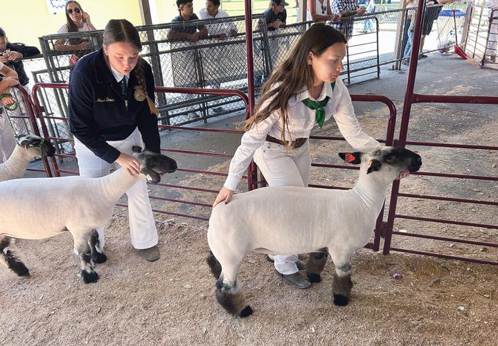 Local youths bring home top awards from AgFest | Tracy Press ...