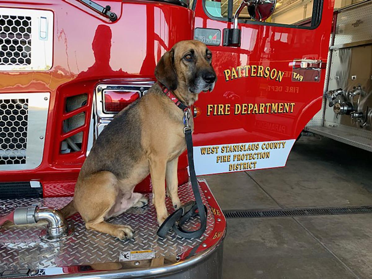 Grady, the Firehouse Dog | Patterson Irrigator — Community | ttownmedia.com