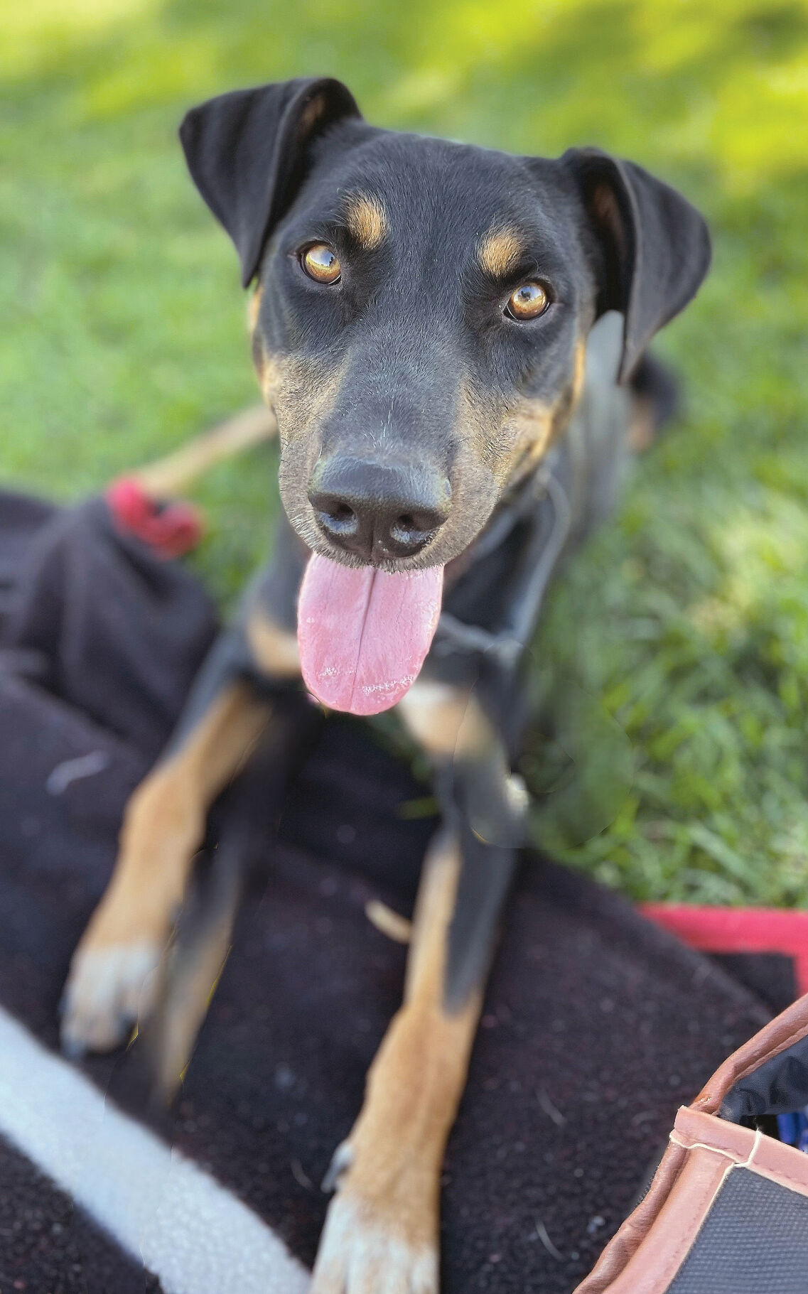 Mastiff Doberman Mix