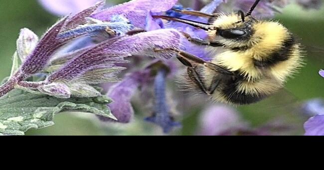 Pollinators are the star of the show at library event | Gallery ...