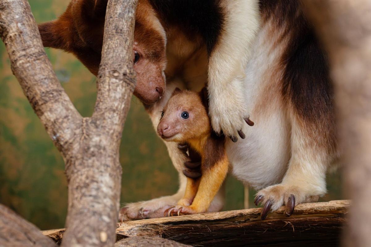 newborn tree kangaroo