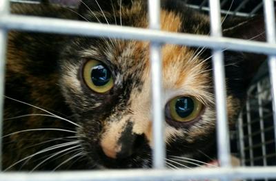 Stray cat population control | Patterson Irrigator | ttownmedia.com