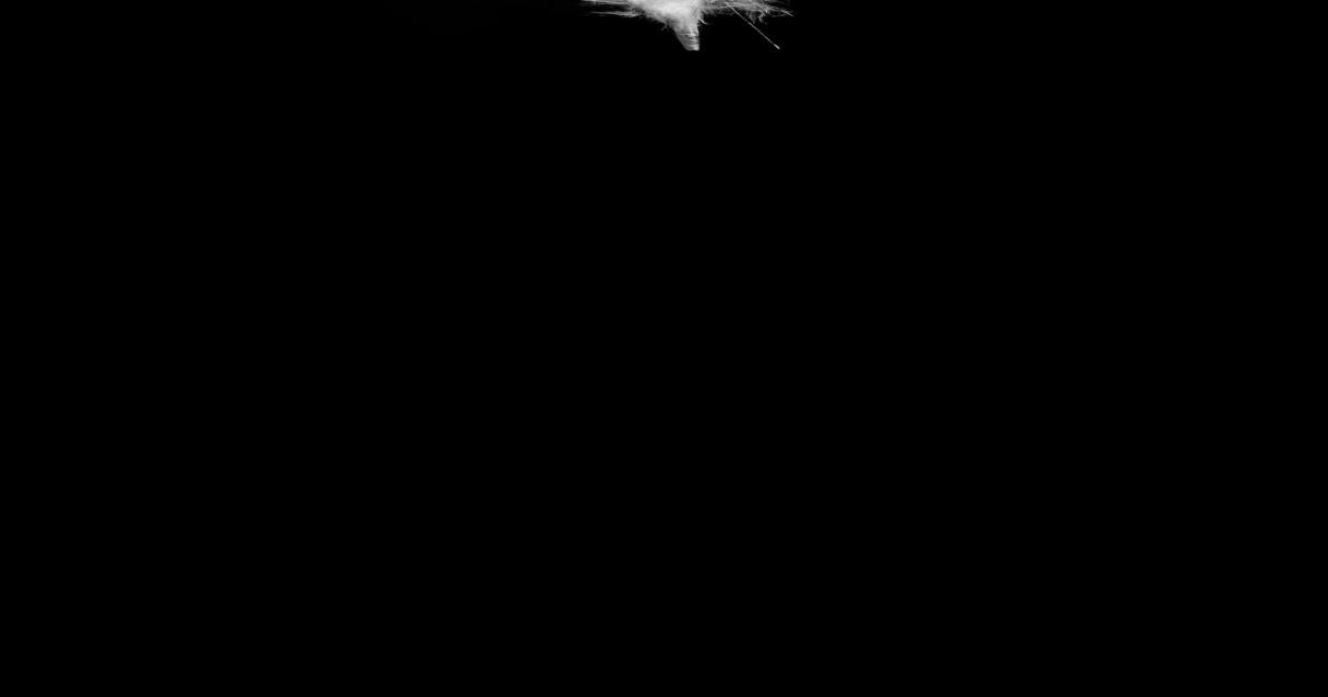 Feather photo wins Tracy Camera Club photo of the month | Tracy Press ...