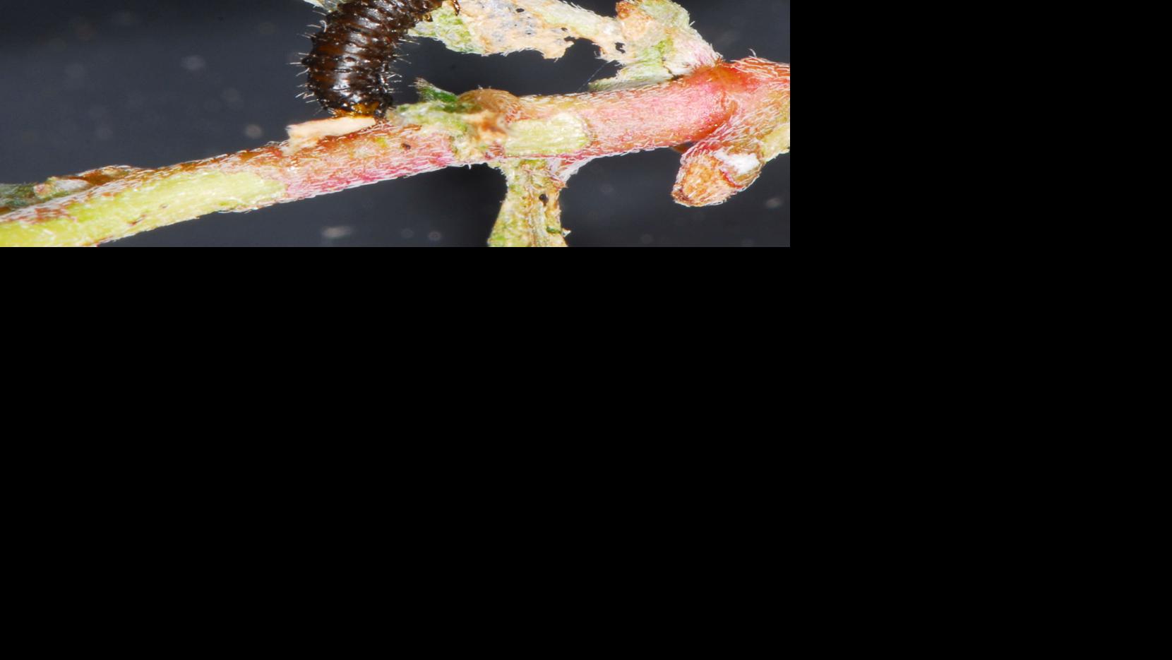 Apple flea beetles are common and can take a toll