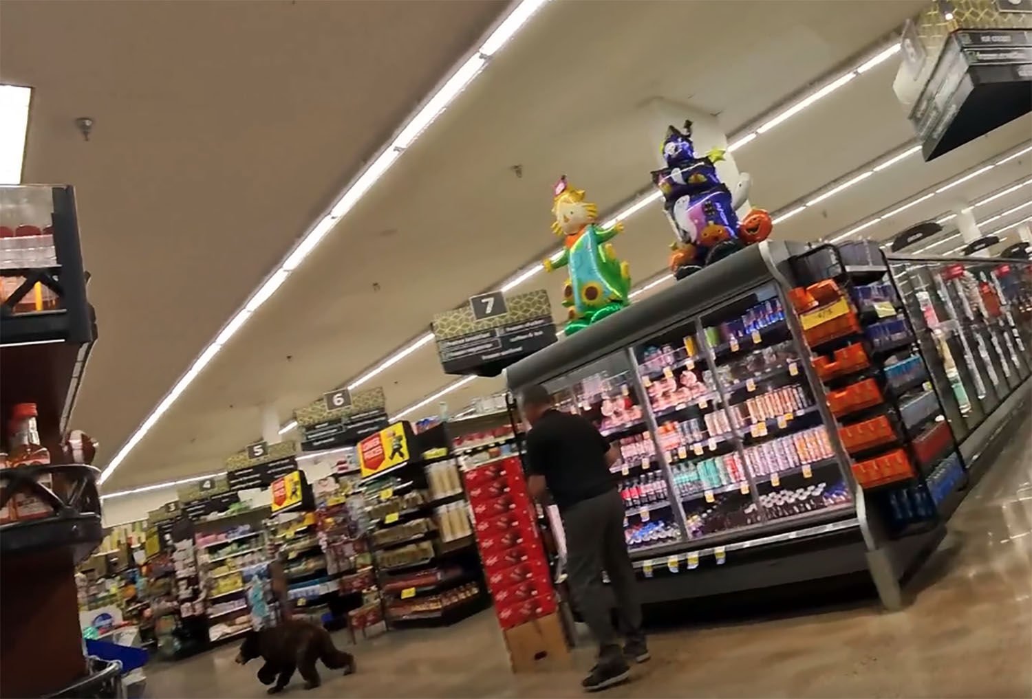Oro Valley grocery store's bear-y unusual shopper