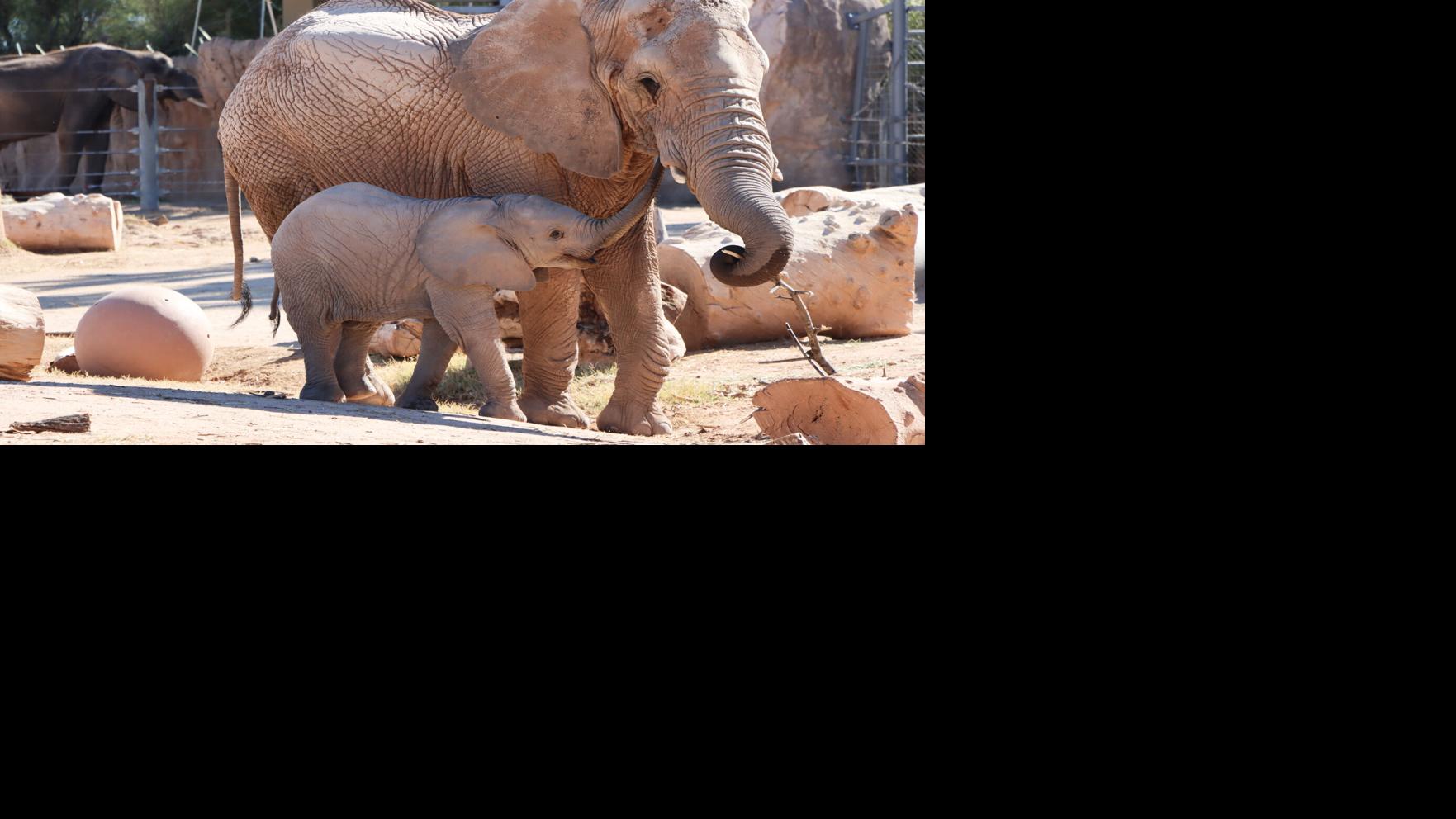 An 8-month update on Reid Park Zoo's elephant calf | tucson life | tucson.com