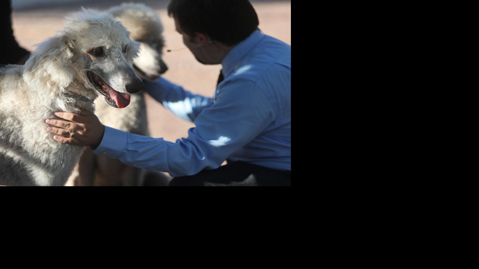 Tucson rummage sale Saturday benefits animal rescue groups