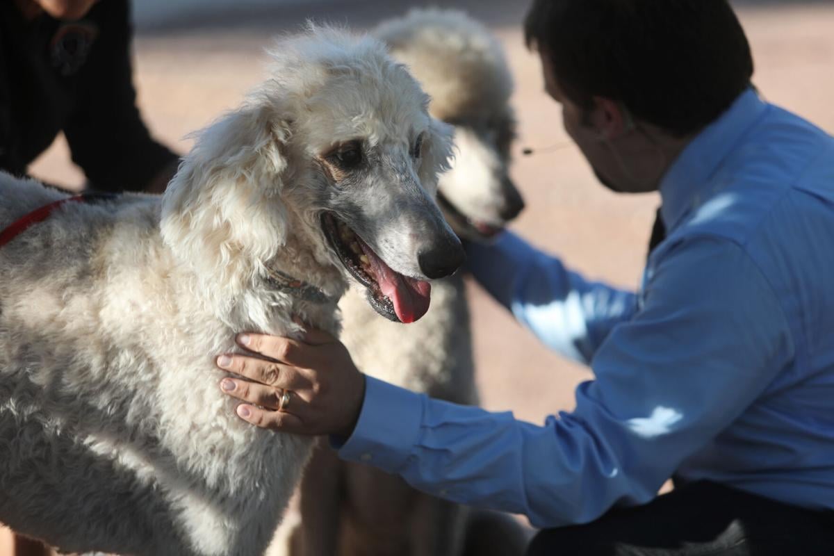 Tucson rummage sale Saturday benefits animal rescue groups