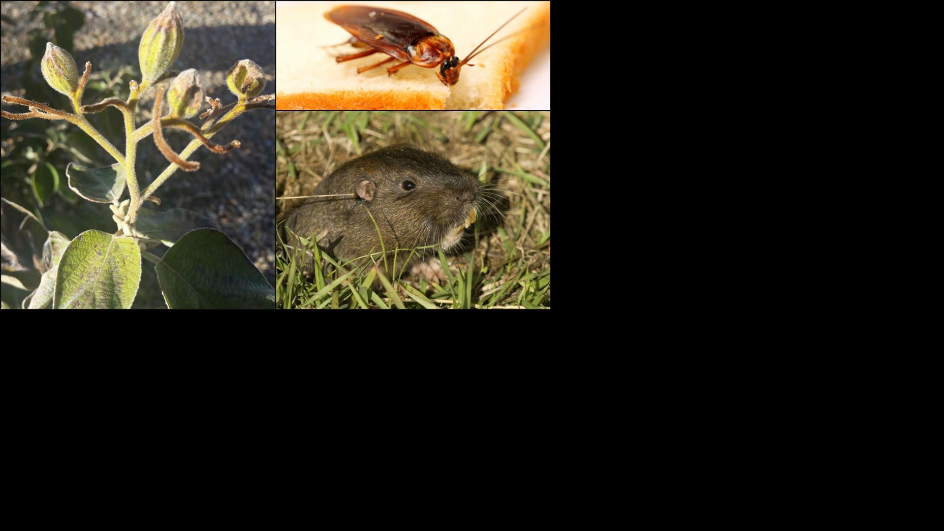 Garden Sage - Keeping cockroaches at bay; Mexican olive; Bermuda forever