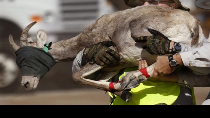 Photos: Bighorn sheep capture | Wildfire | tucson.com