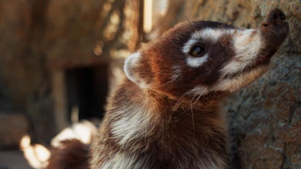 Coati attacks car, then Tucson hiker