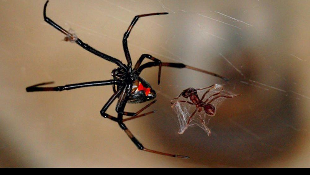 SaddleBrooke Warmth Always Attracts Spiders | Home-and-garden | tucson.com
