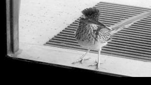 Roadrunner stops by for a visit