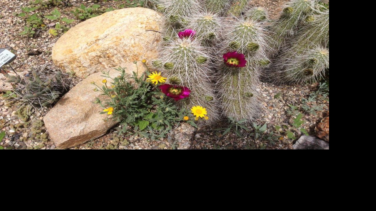 Tucson's spring is making this little hedgehog bloom | tucson life ...