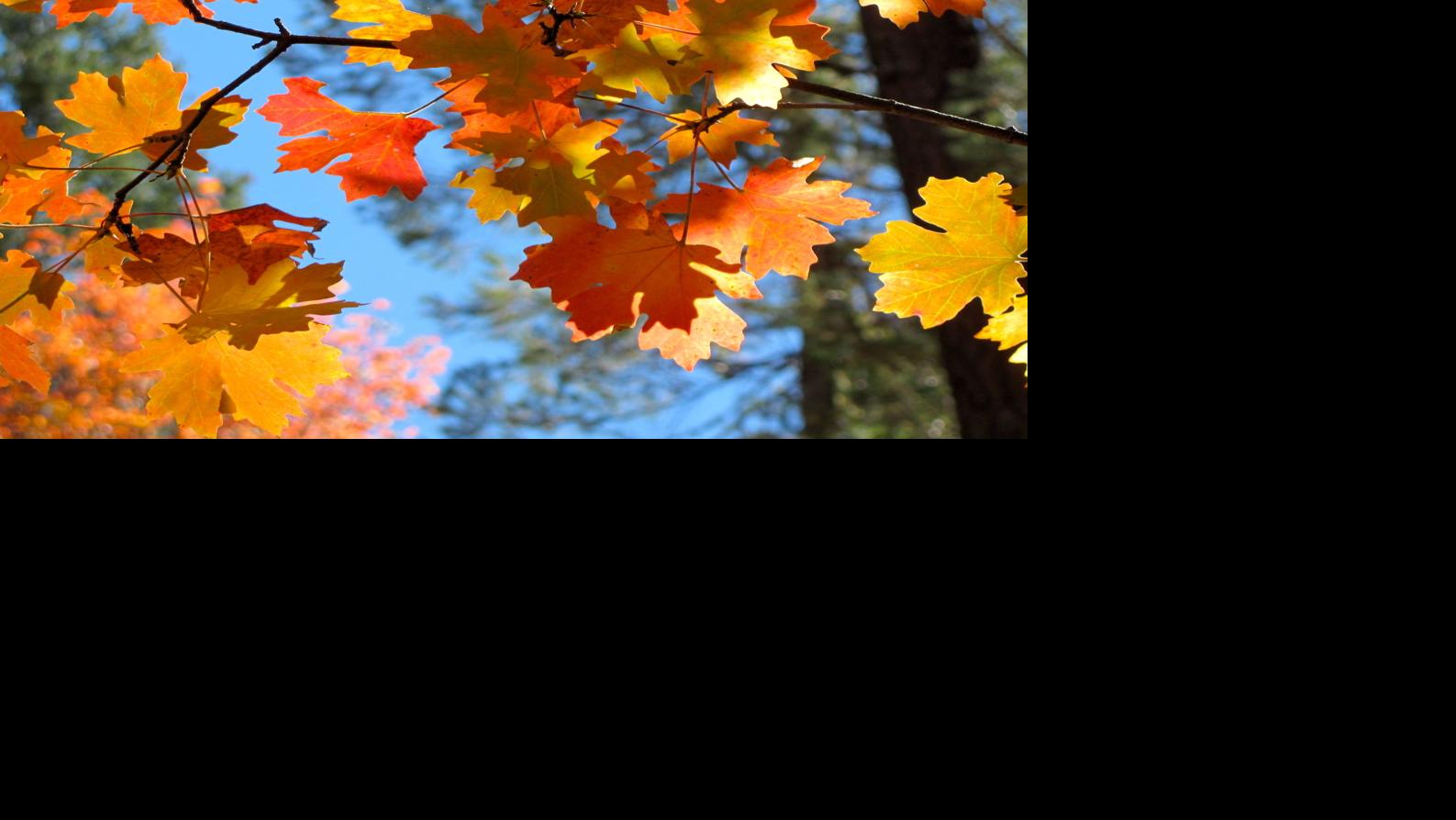 Photos: Fall foliage in Southern Arizona