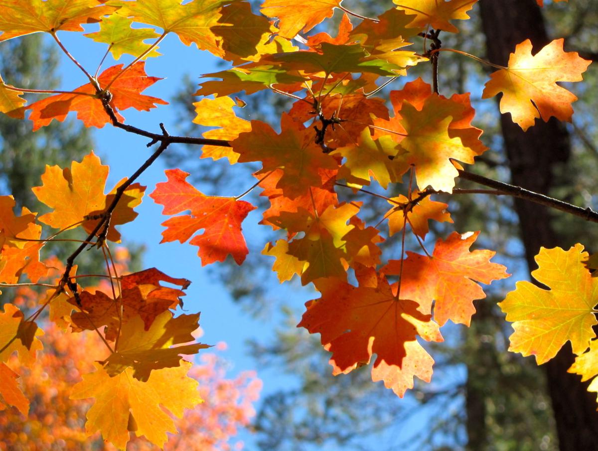 Photos: Fall foliage in Southern Arizona