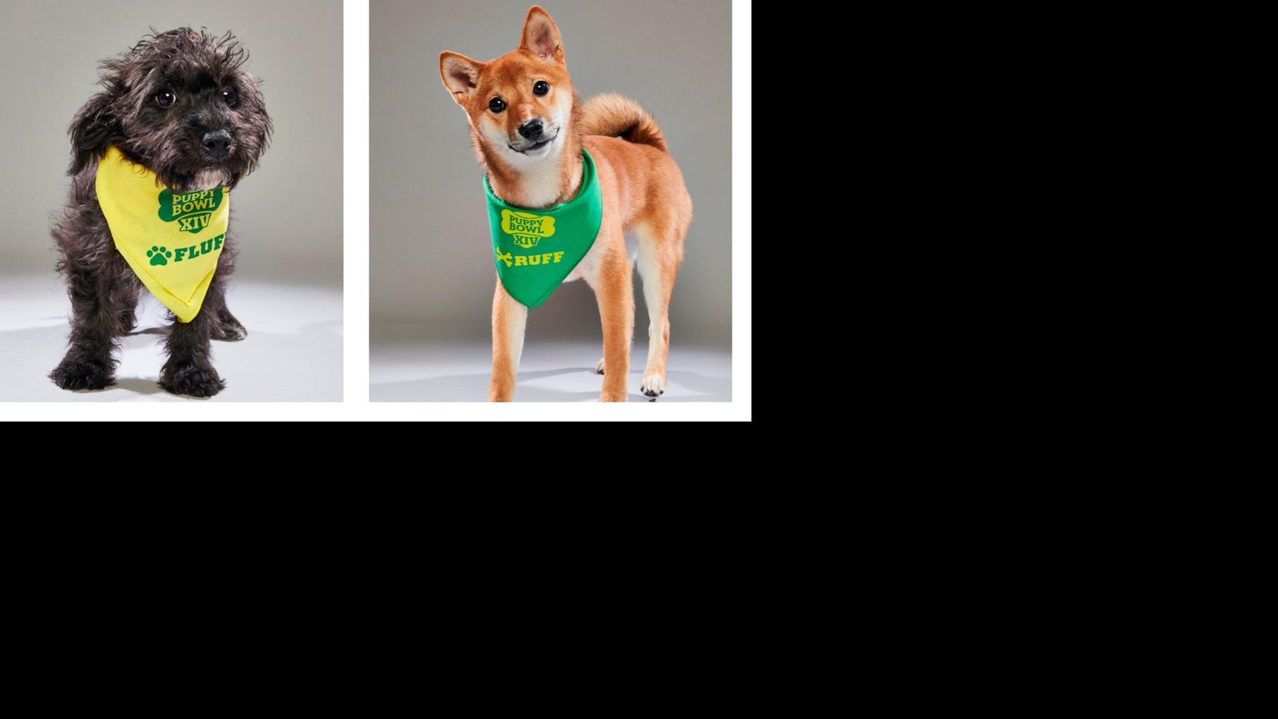 Fluff vs. Ruff: Meet the starting lineup in this year’s Puppy Bowl