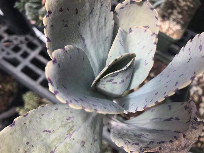 Spring has sprung at Tohono Chul's Spring Plant Sale 🌺 | to do | tucson.com