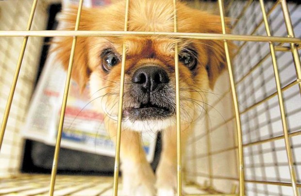 A new place to find your perfect pet