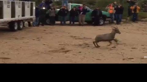 More bighorn sheep released in Catalinas today | Local news | tucson.com
