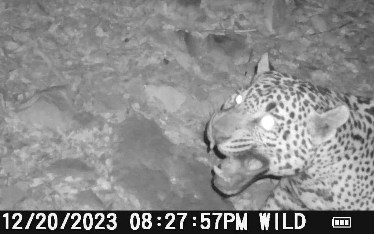 Naming Arizona's new jaguar could be spot of contention