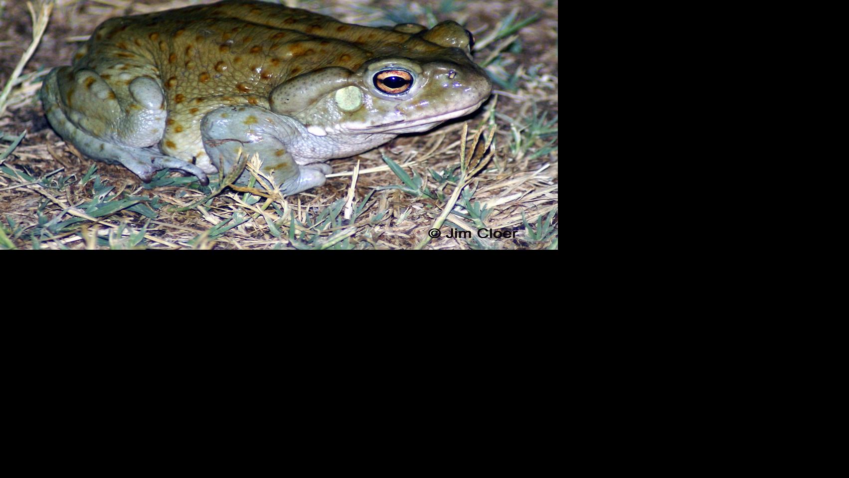 Monsoon Season: Toads and summer storms | Arts-and-leisure | tucson.com