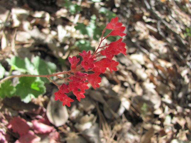 85 brilliant displays of Southwest wildflowers | Entertainment | tucson.com