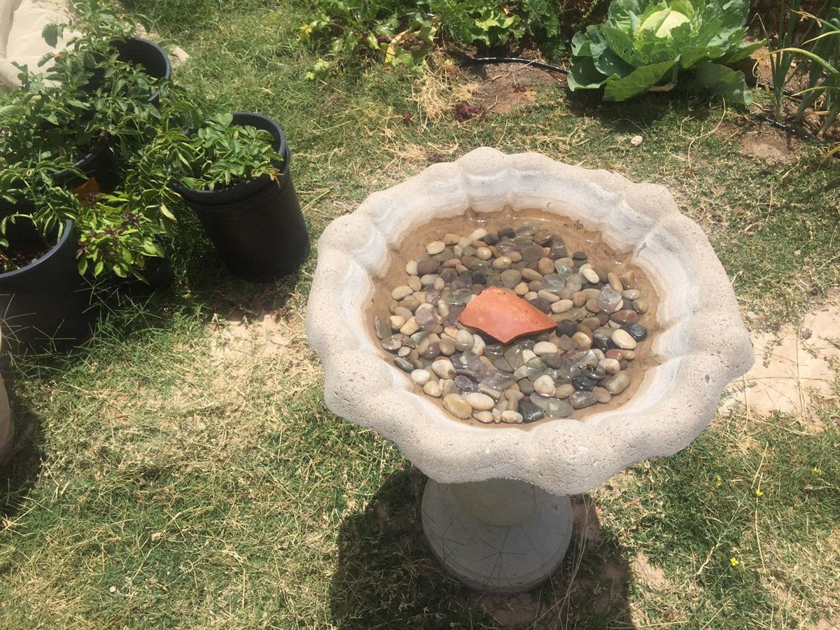 Gardeners: Give bees a chance | All things green in Tucson | tucson.com