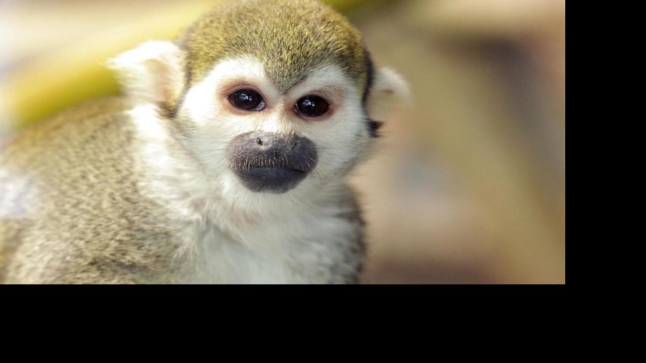 Monkey dies after surgery while giving birth at Tucson zoo