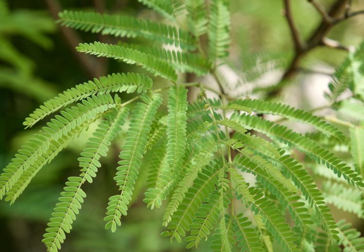 Plant of the month: Feather bush
