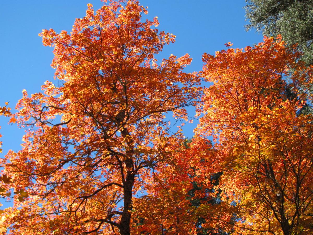 Photos: Fall foliage in Southern Arizona