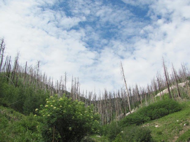 Mint Spring hike has a flavor that's all its own