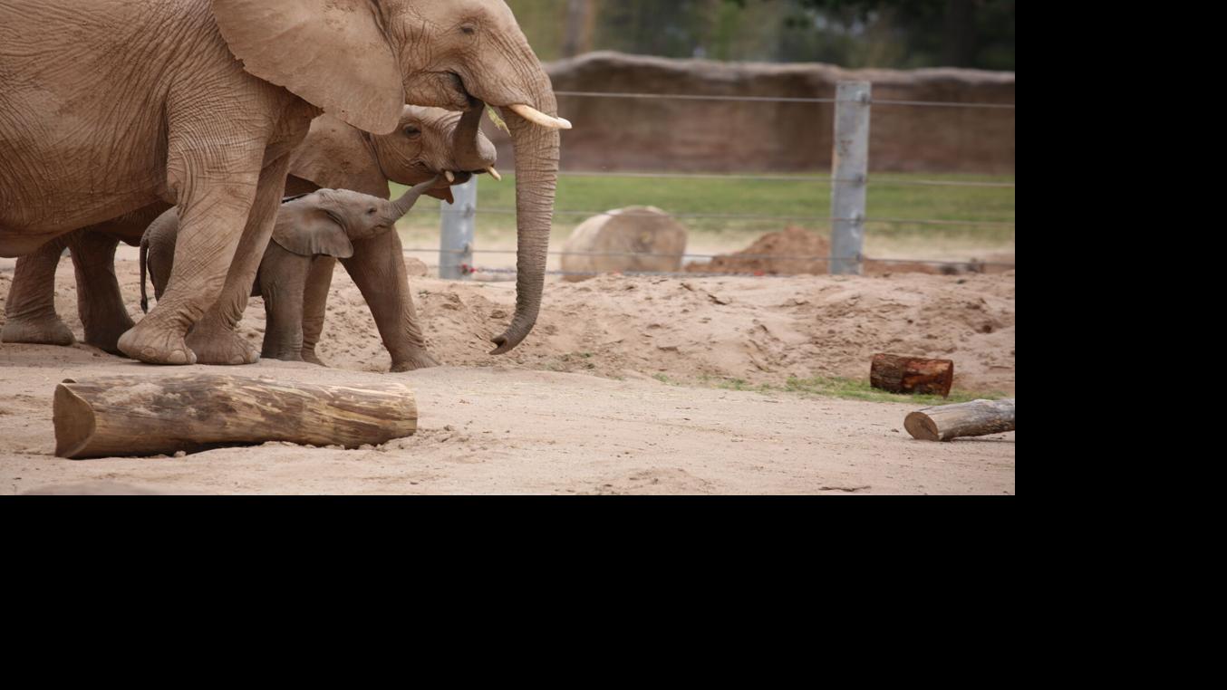 2-month-old Tucson elephant calf loves exploring and playing | tucson life | tucson.com