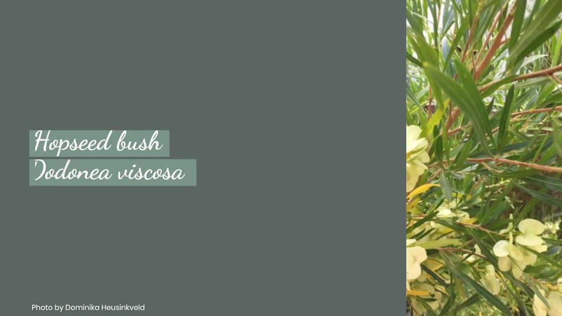 Native plants for your Tucson garden | Local news | tucson.com