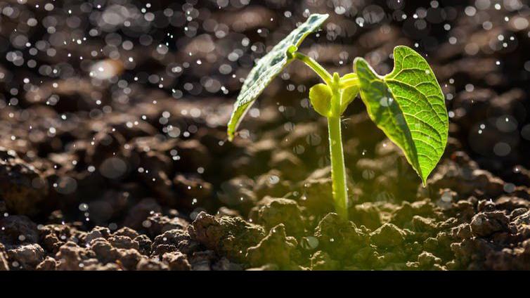 Why you can smell rain | Science | tucson.com