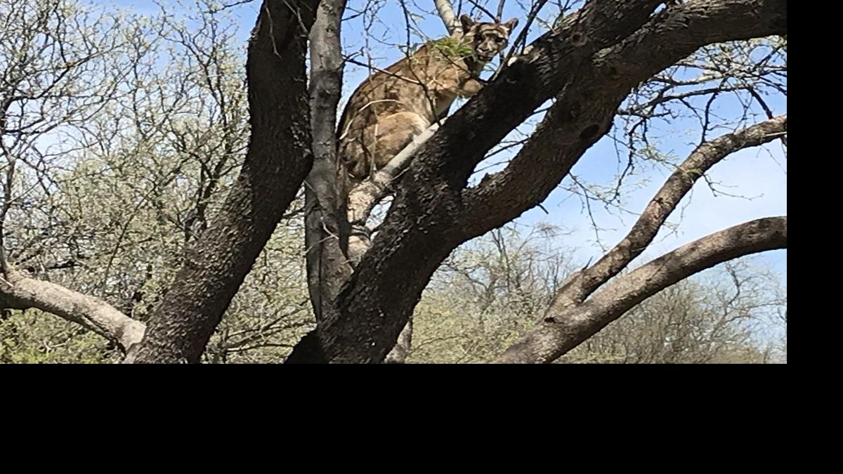 Mountain lion sits in tree for 10 hours on Tucson's east side | Local ...