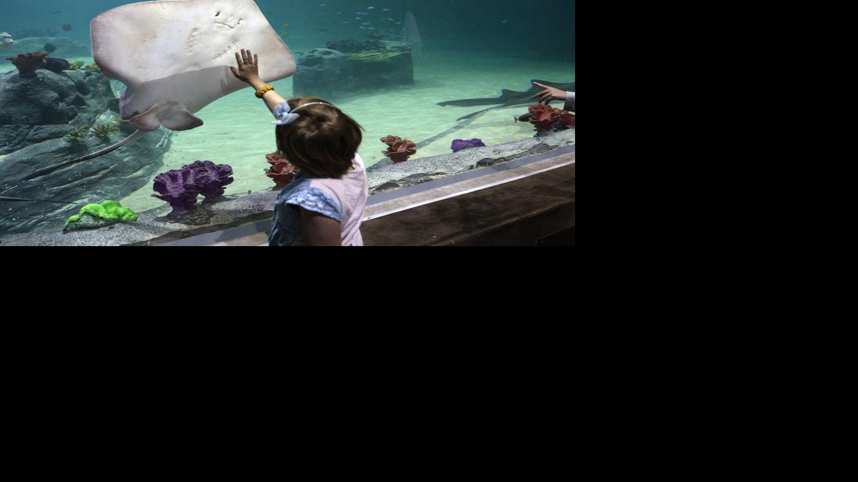 Friday, August 5 — Touch a stingray | | tucson.com