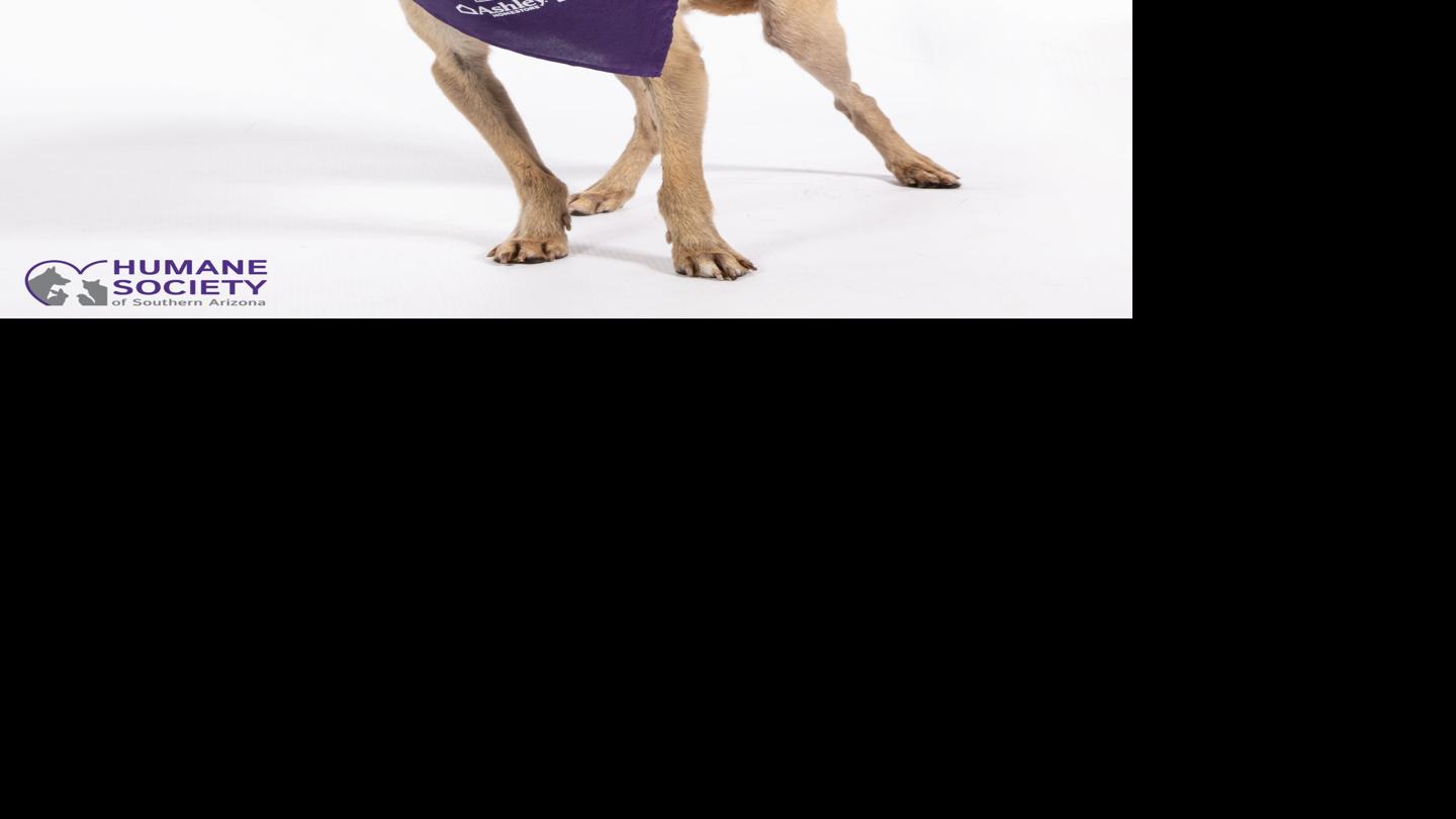 Local pets that need adopted