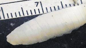 Rare giant earthworm found in Wash. state