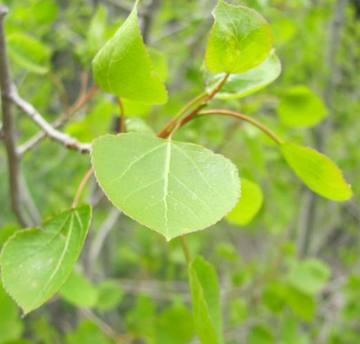 Aspen Draw Trail | | tucson.com