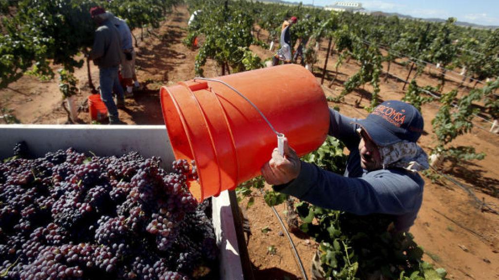 State revamps winery license to weed out businesses that don't produce ...