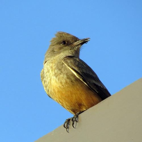 tyrant flycatcher etymology