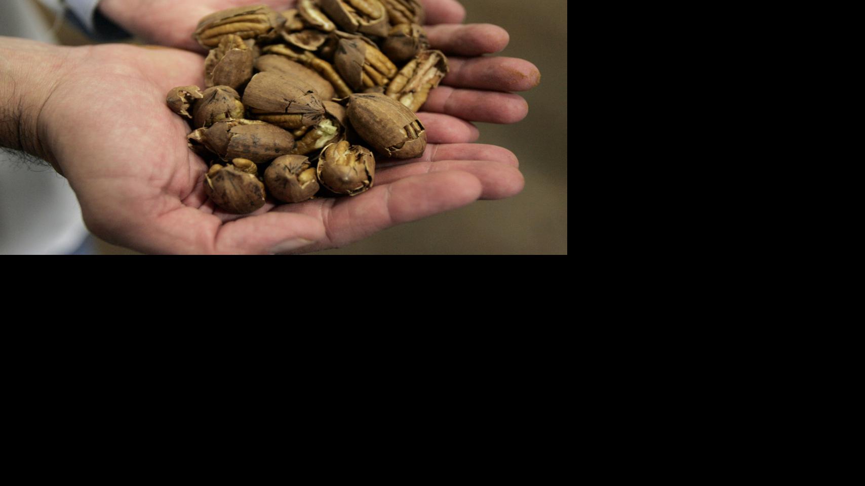 Tucson road trip: Take a tour of one of the largest irrigated pecan ...