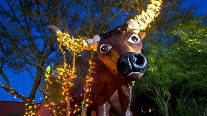 Tucson Oddity: Magic Carpet's quirky beings take up new lives across city