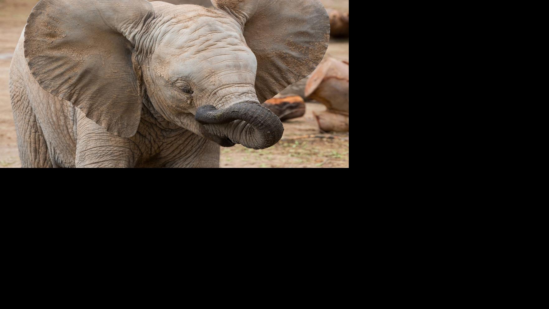 Happy birthday, Nandi! Take a look at baby photos of the Tucson ...