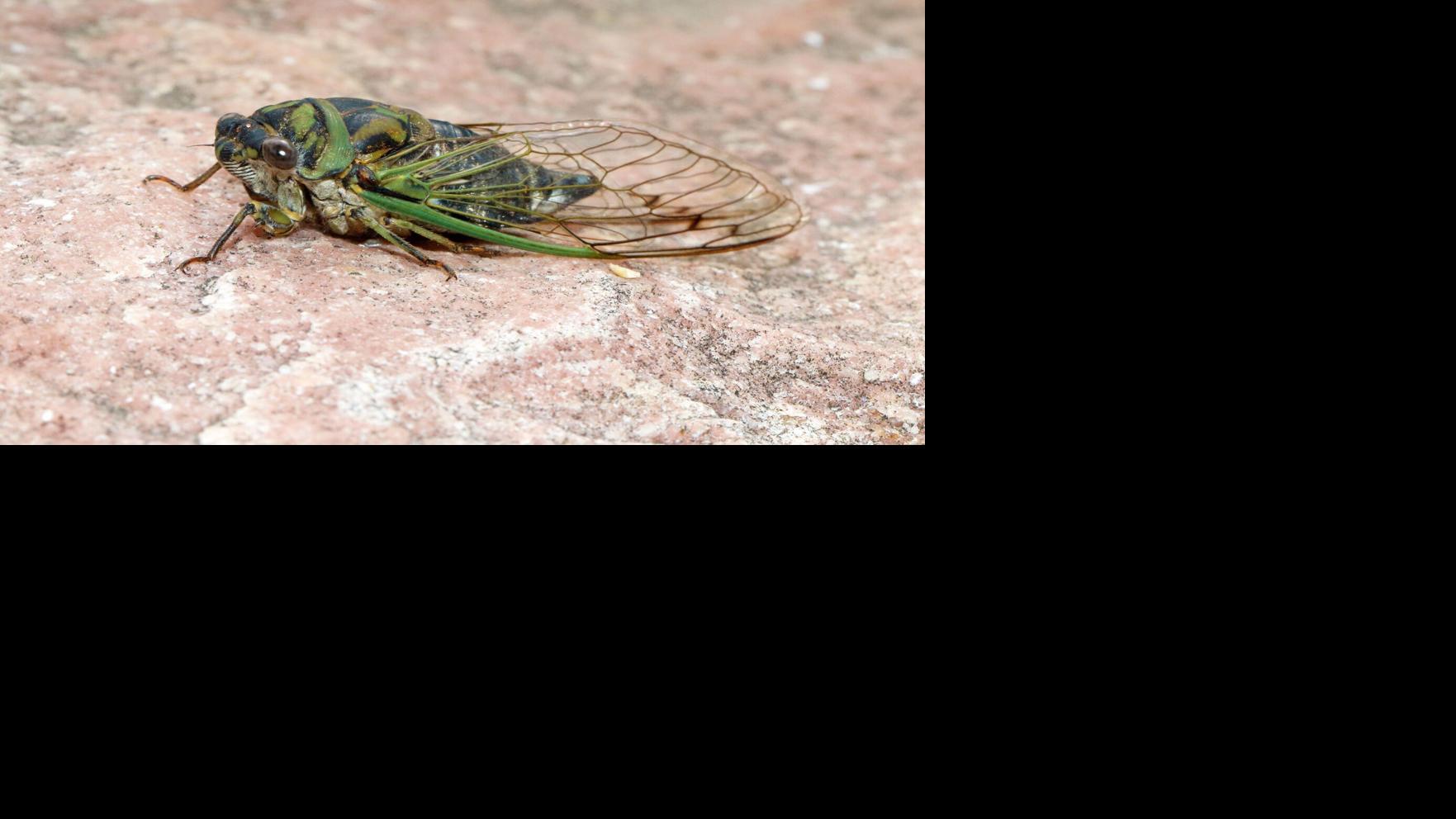 Brood X had a good run, but now the annual cicadas are taking center stage