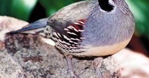 gamble quail coloring pages