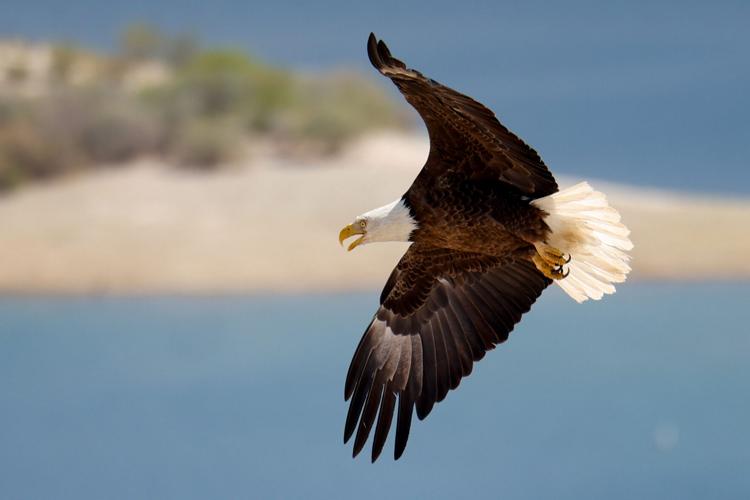 bald eagle.flying coloring page.html.html.html.html.html.html.html.html.html.html.html.html.html.html.html.html.html