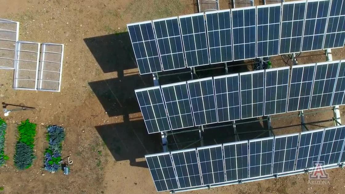 University of Arizona researchers study 'agrivoltaics' | Local news ...
