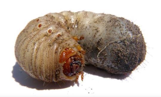 Garden Sage tackles slime flux, white grubs and eriophyid mites